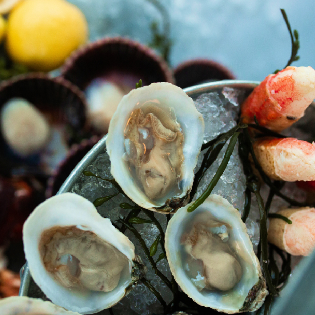 Explore Our Gallery | Brizo Bar & Restaurant, Marina Del Rey